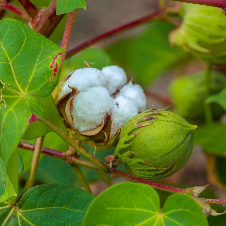 Products - Nuziveedu Seeds